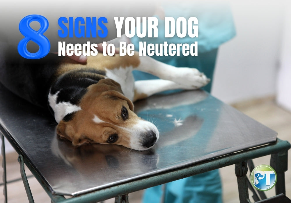 8 Signs Your Dog Needs to Be Neutered – PetsTEK