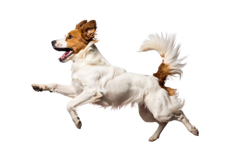 NePoPo® Dog Training: What You Need to Know About This Balanced Method