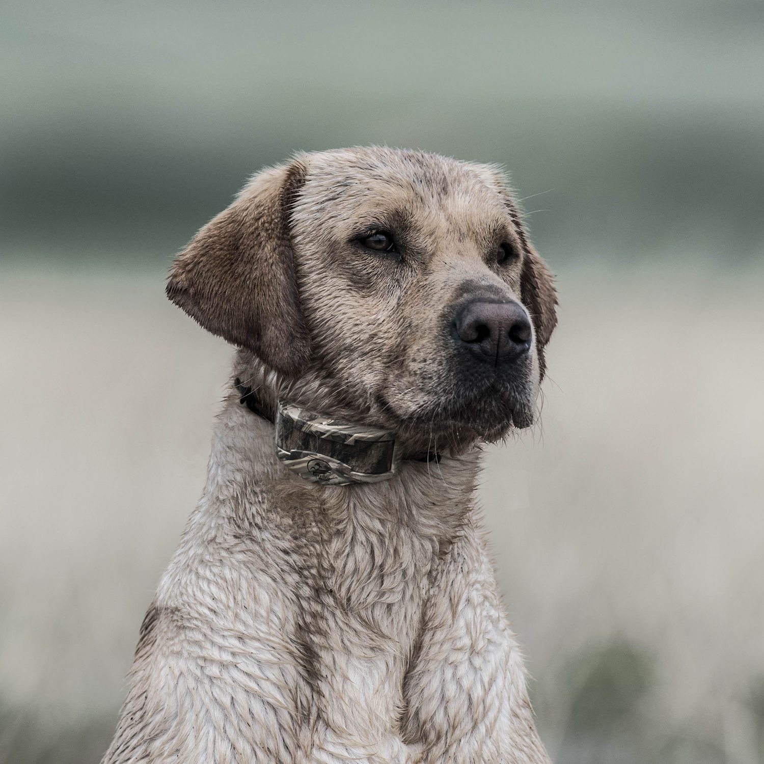 SportDOG - SD-1825XCamo - Wetlandhunter 1825X - 1 Mile - Remote Traini ...