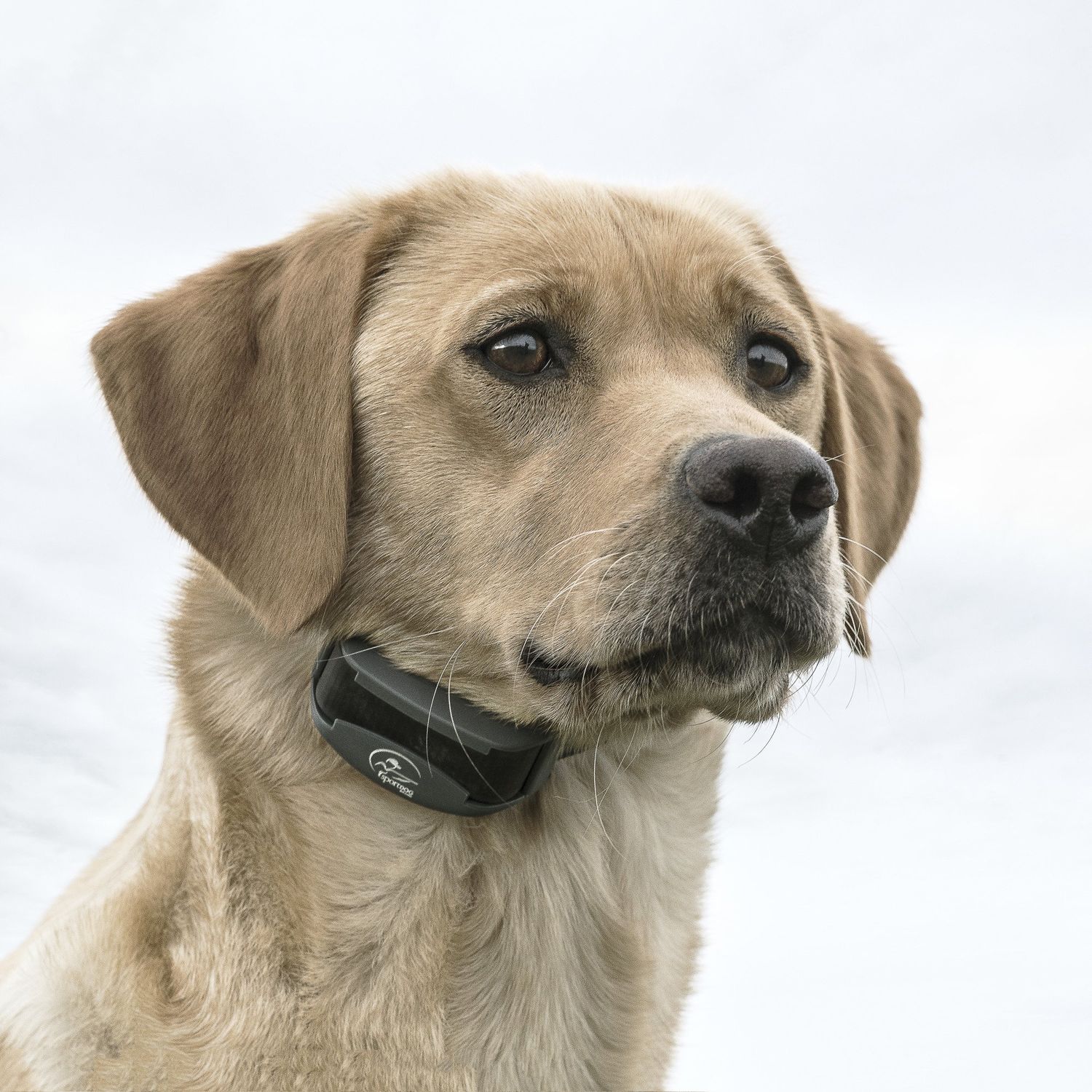 SportDog | SD-425X | FieldTrainer | 500 Yards | Remote Training Collar ...